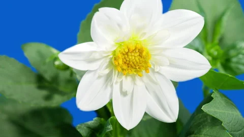 White Dahlia Flower Opens in Time Lapse ... | Stock Video | Pond5