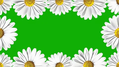 White daisy flowers frame green screen m... | Stock Video | Pond5