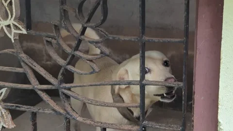 Growling Dog Stock Footage ~ Royalty Free Stock Videos | Pond5