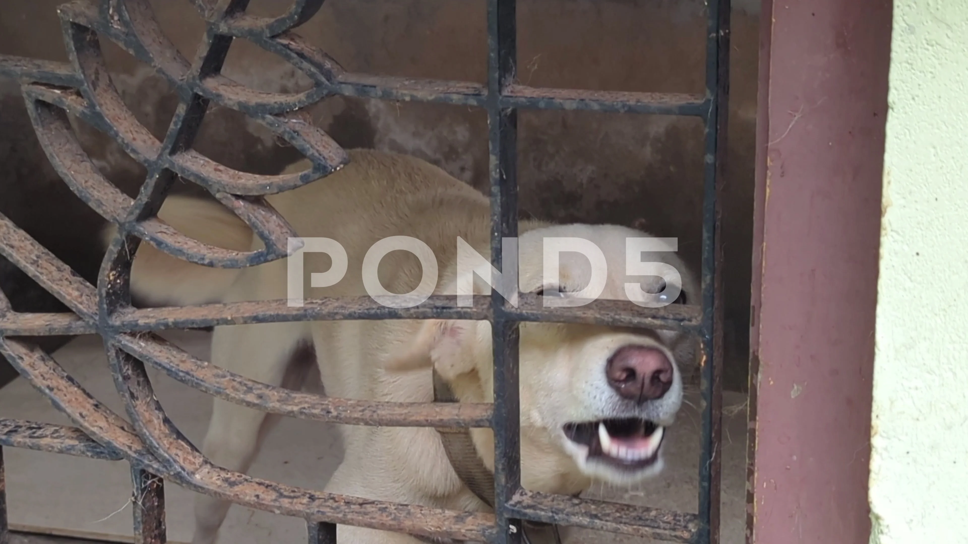 Growling Golden Retriever