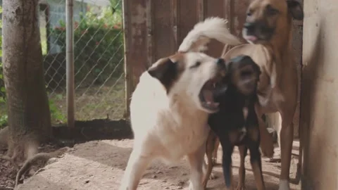 White Dogs Biting The Black Dog General Stock Video Pond5