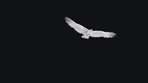 White Dove - 4K Flying Transition - III | Stock Video | Pond5