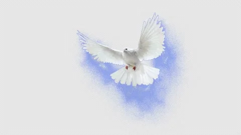 Dove Alpha Stock Footage ~ Royalty Free Stock Videos | Pond5