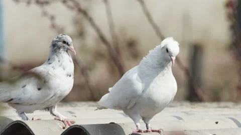 white dove and young marble dove on the ... | Stock Video | Pond5
