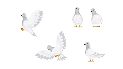 White dove animation sprite sheet on whi... | Stock Video | Pond5