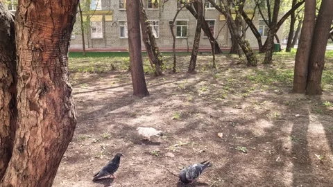 white dove dancing mating dance | Stock Video | Pond5