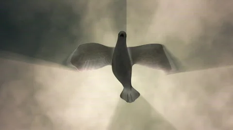 White Dove Descending Among Light Rays H... | Stock Video | Pond5