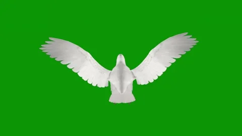 Dove Flying Green Screen Stock Videos – Royalty-Free HD & 4K Videos