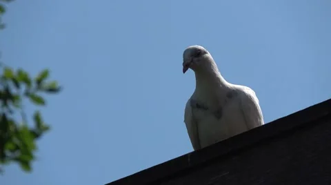 White dove looking down on camera below ... | Stock Video | Pond5