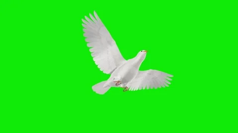 Dove Flying Green Screen Stock Video Footage | Royalty Free Dove Flying ...