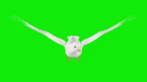 Dove Flying Green Screen Stock Video Footage | Royalty Free Dove Flying ...