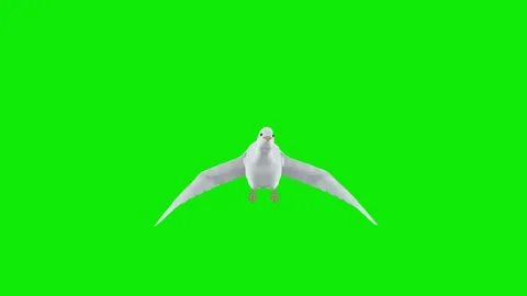 Dove Flying Green Screen Stock Video Footage | Royalty Free Dove Flying ...