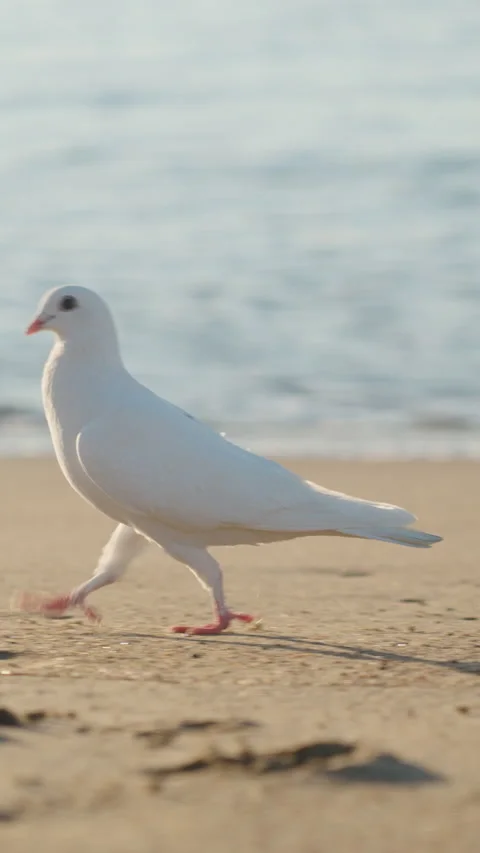 A White dove at Sunrise, Running along a... | Stock Video | Pond5