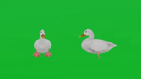 White Duck Floating on Green Screen Back... | Stock Video | Pond5