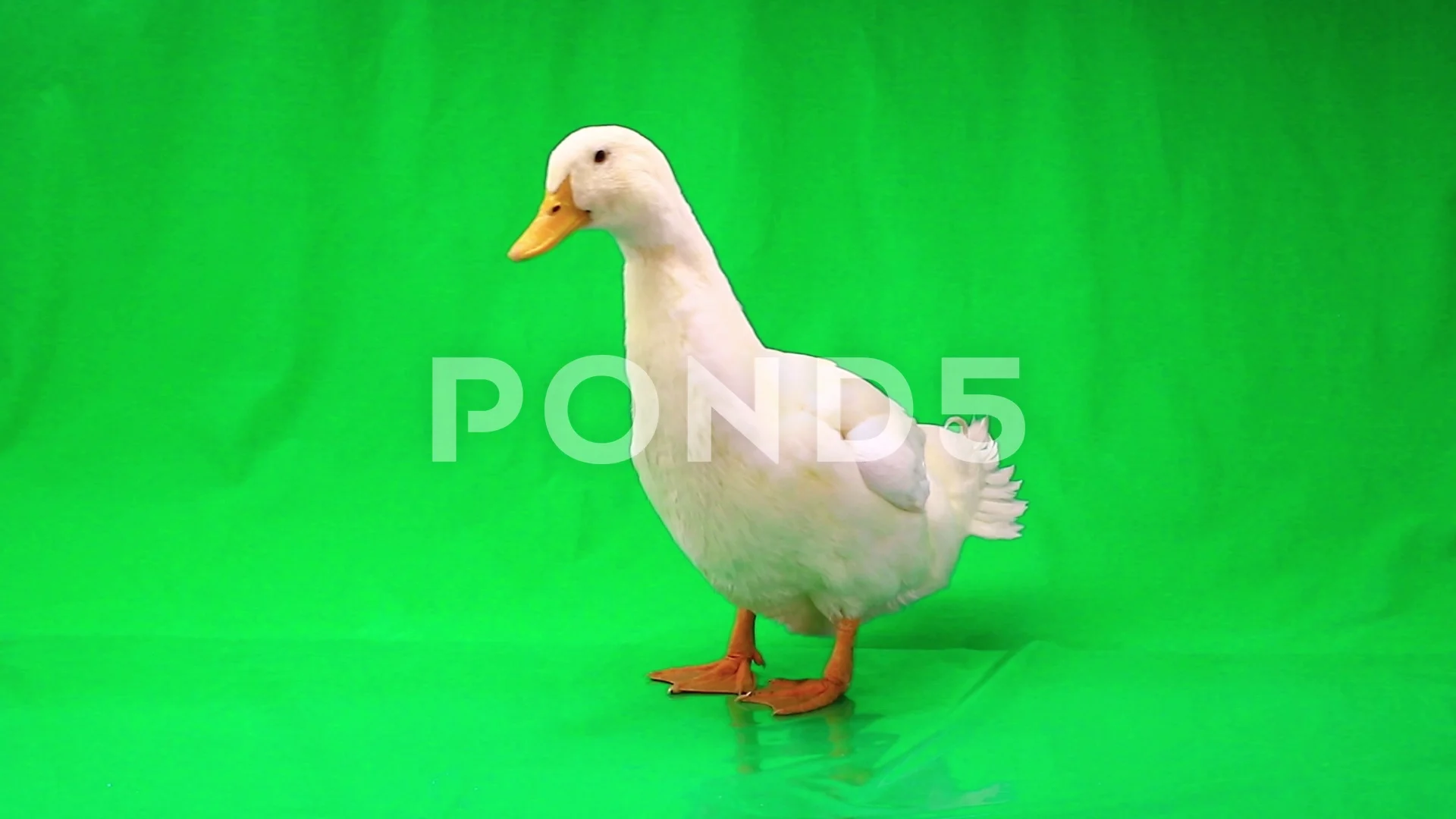 San X Green Duck