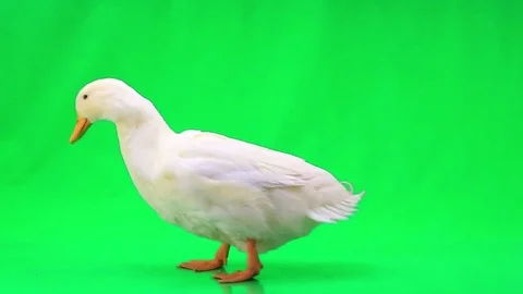 white duck on the green screen, studio s... | Stock Video | Pond5