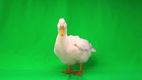 white duck on a green screen, studio sho... | Stock Video | Pond5