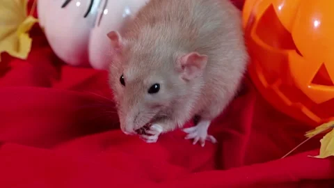 white Dumbo rat eating food on the backg... | Stock Video | Pond5