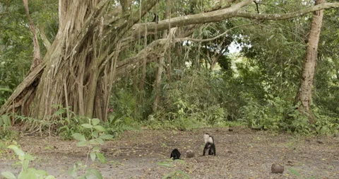 White-faced Capuchin Troop Monkeys Alarm... | Stock Video | Pond5