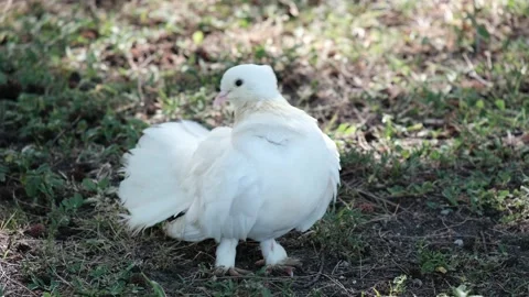 A white fan dove is standing on the grou... | Stock Video | Pond5
