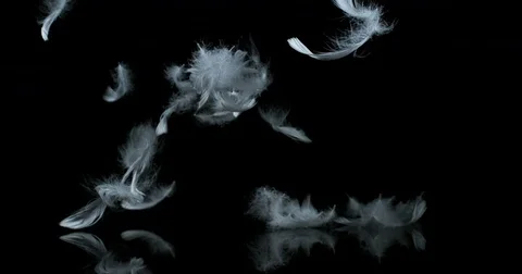 Feathers Falling Stock Video Footage | Royalty Free Feathers Falling ...