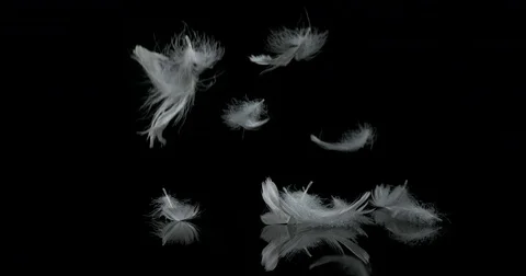 Feathers Falling Stock Video Footage | Royalty Free Feathers Falling ...