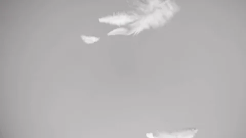 Feathers Falling Stock Videos – Royalty-Free HD & 4K Videos