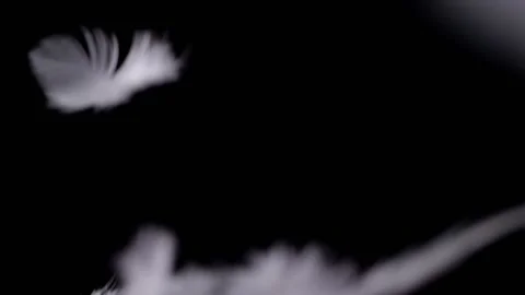 White feathers falling in slow motion on... | Stock Video | Pond5