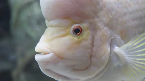 Fish Big Head Stock Videos – Royalty-Free HD & 4K Videos | Pond5