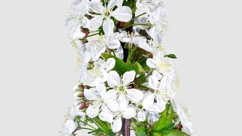 White Flowers of Cherry Blossom on a Che... | Stock Video | Pond5