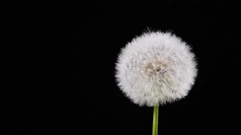 Wion Wind Stock Videos – Royalty-Free HD & 4K Videos