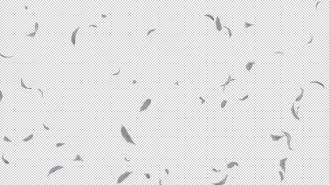 White fluffy feather falling with alpha ... | Stock Video | Pond5