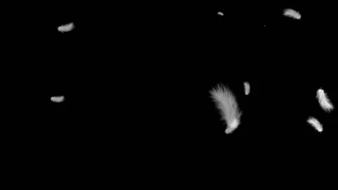 White fluffy feathers fly in the air on ... | Stock Video | Pond5
