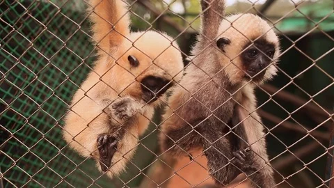White fluffy monkeys in a cage | Stock Video | Pond5