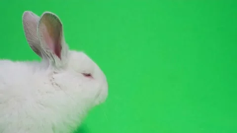 White fluffy rabbit on a green backgroun... | Stock Video | Pond5