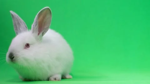 White fluffy rabbit on a green backgroun... | Stock Video | Pond5
