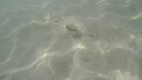 white Ghost Crab Beach on the island | Stock Video | Pond5