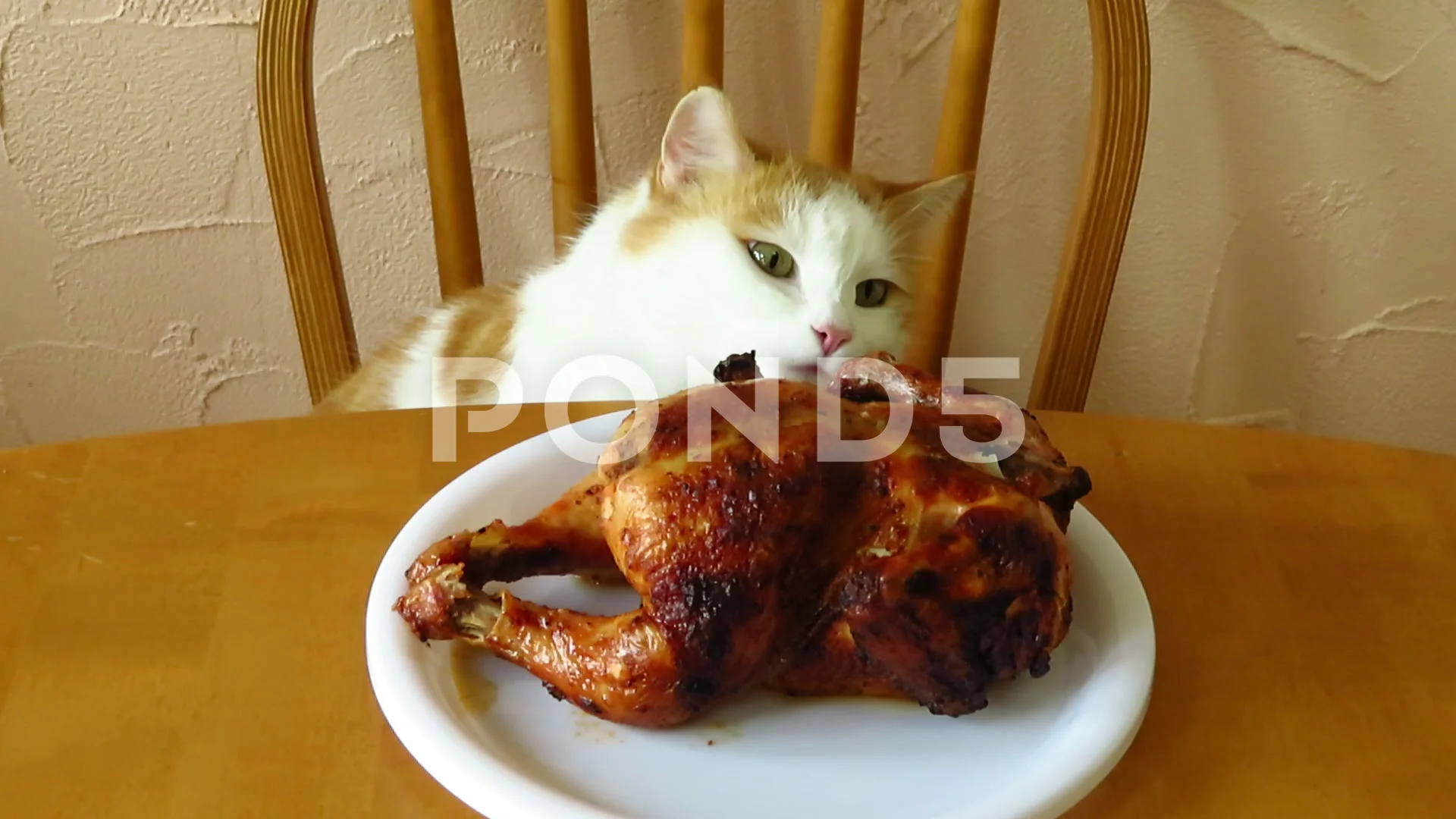 Fried Cats