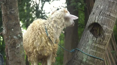White goat with a rope around its neck t... | Stock Video | Pond5
