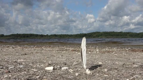 White goose feather moving in the wind w... | Stock Video | Pond5