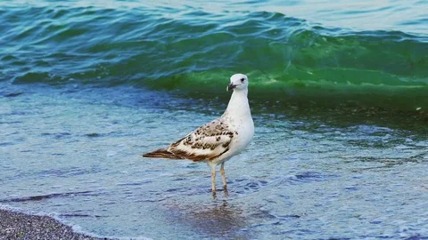 A white gull looks alarmed and flies fro... | Stock Video | Pond5