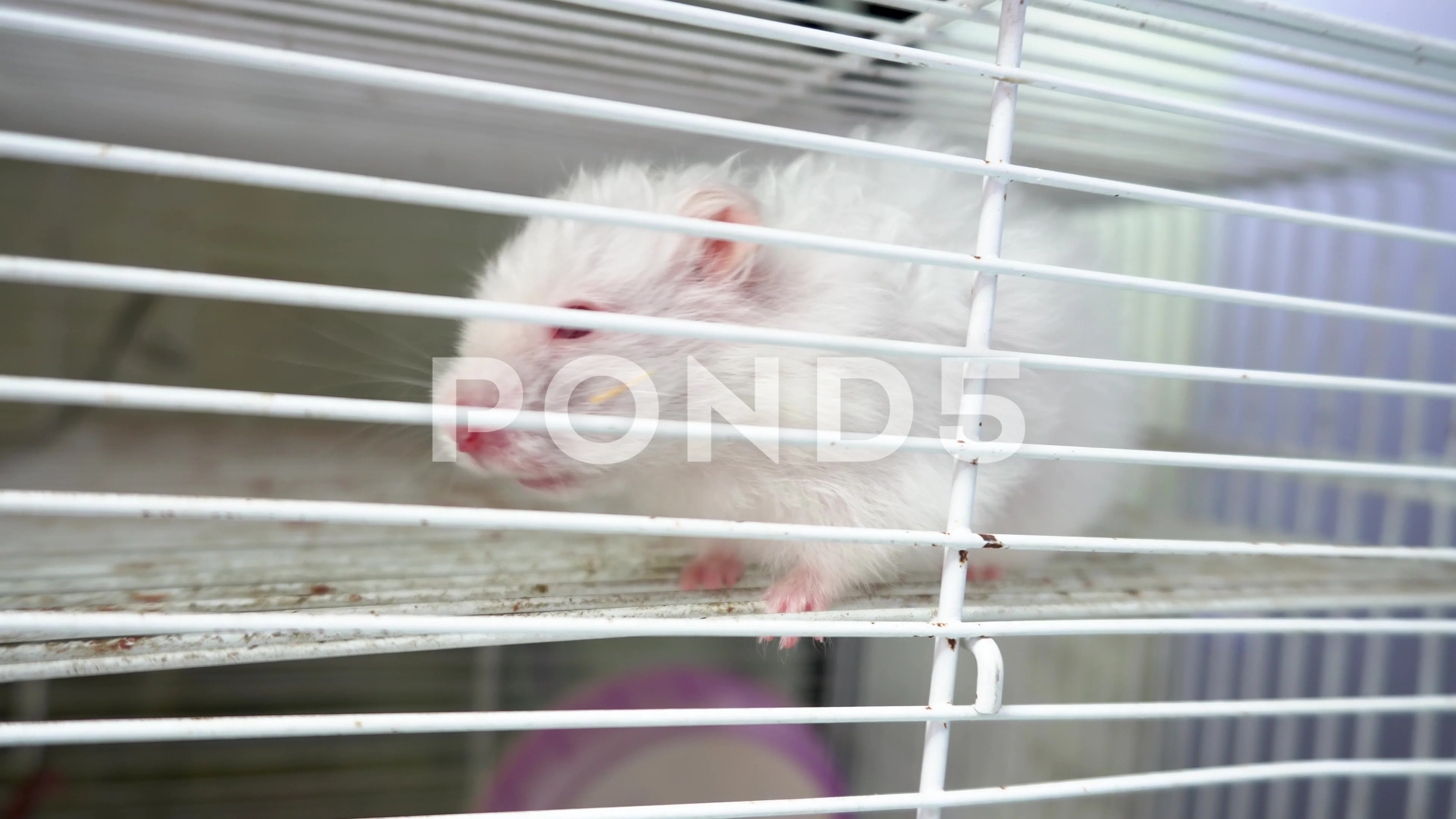 White Hamster With Red Eyes