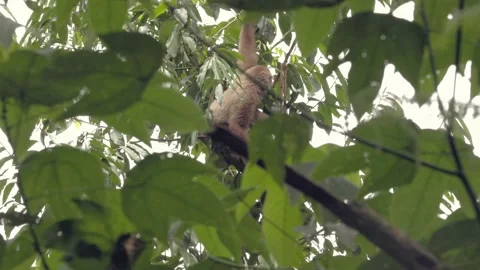 White hands gibbons spotted in Gunung Le... | Stock Video | Pond5