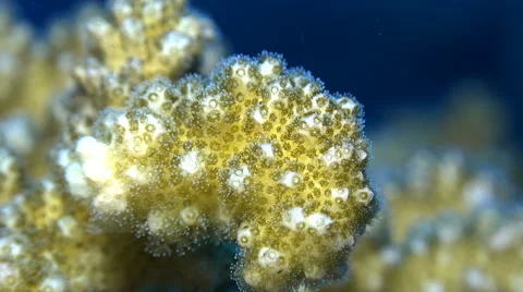 Coral Polyps Macro Stock Videos – Royalty-Free HD & 4K Videos