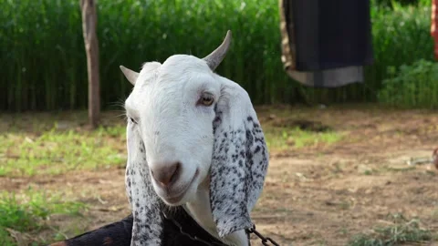 Goat White Background Stock Videos – Royalty-Free HD & 4K Videos