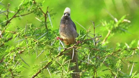 White-headed Mousebird - Colius leucocep... | Stock Video | Pond5
