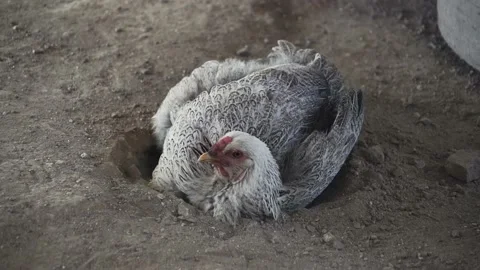 White Hen Chicken Digging A Hole And Hav... | Stock Video | Pond5