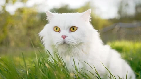 White highland straight fluffy cat, gree... | Stock Video | Pond5