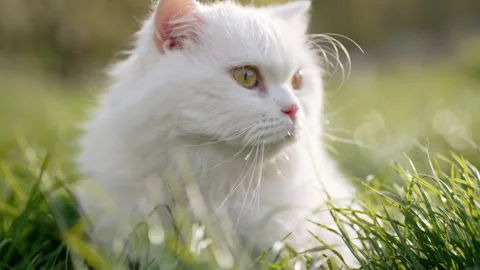 White highland straight fluffy cat, gree... | Stock Video | Pond5