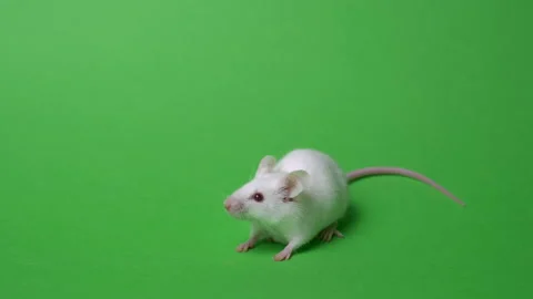 White Lab Mouse Stock Videos – Royalty-Free HD & 4K Videos | Pond5